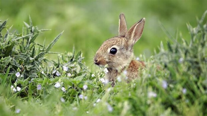 De vilde kaniner stortrives og formerer sig kraftigt | Bornholm | DR