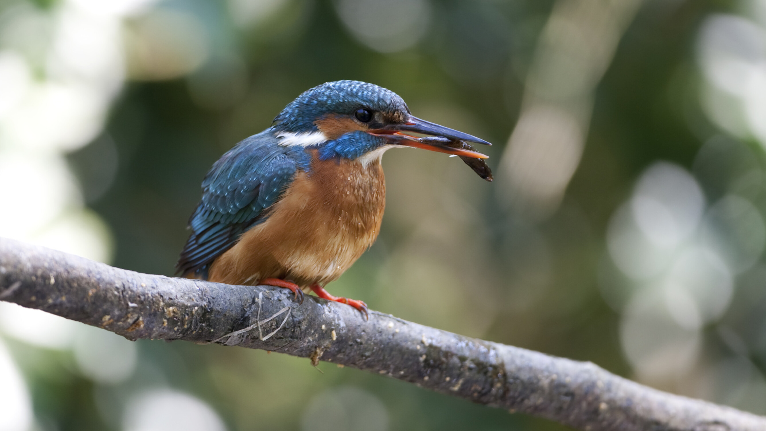 Blå- og bronze-funklende fugl er Danmarks flotteste | Viden | DR