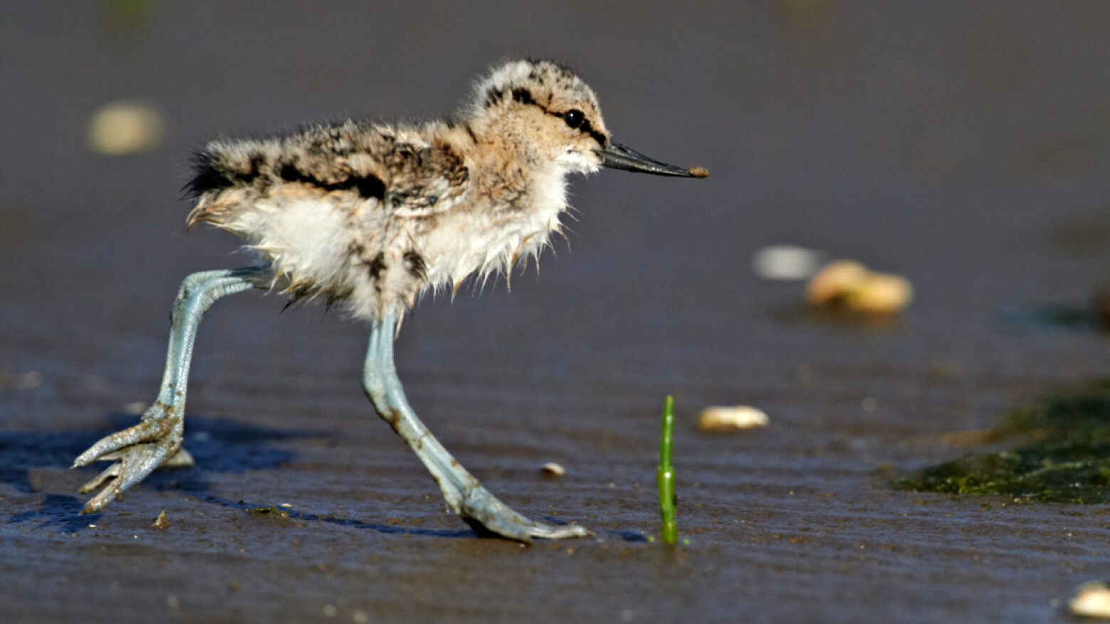 BILLEDER 12 spektakulære fugle fra Vadehavet | Viden | DR