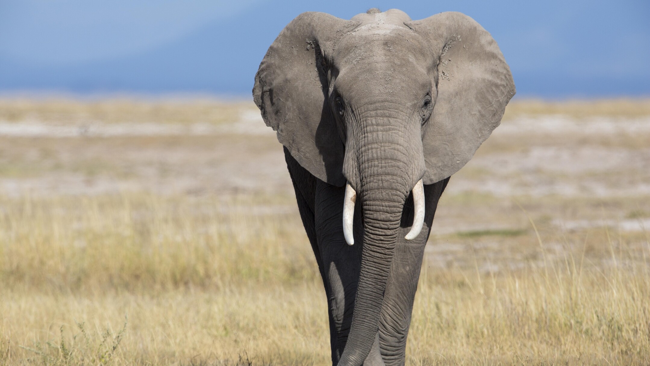 Jæger dræber den største elefant i Afrika i 30 år | Udland | DR