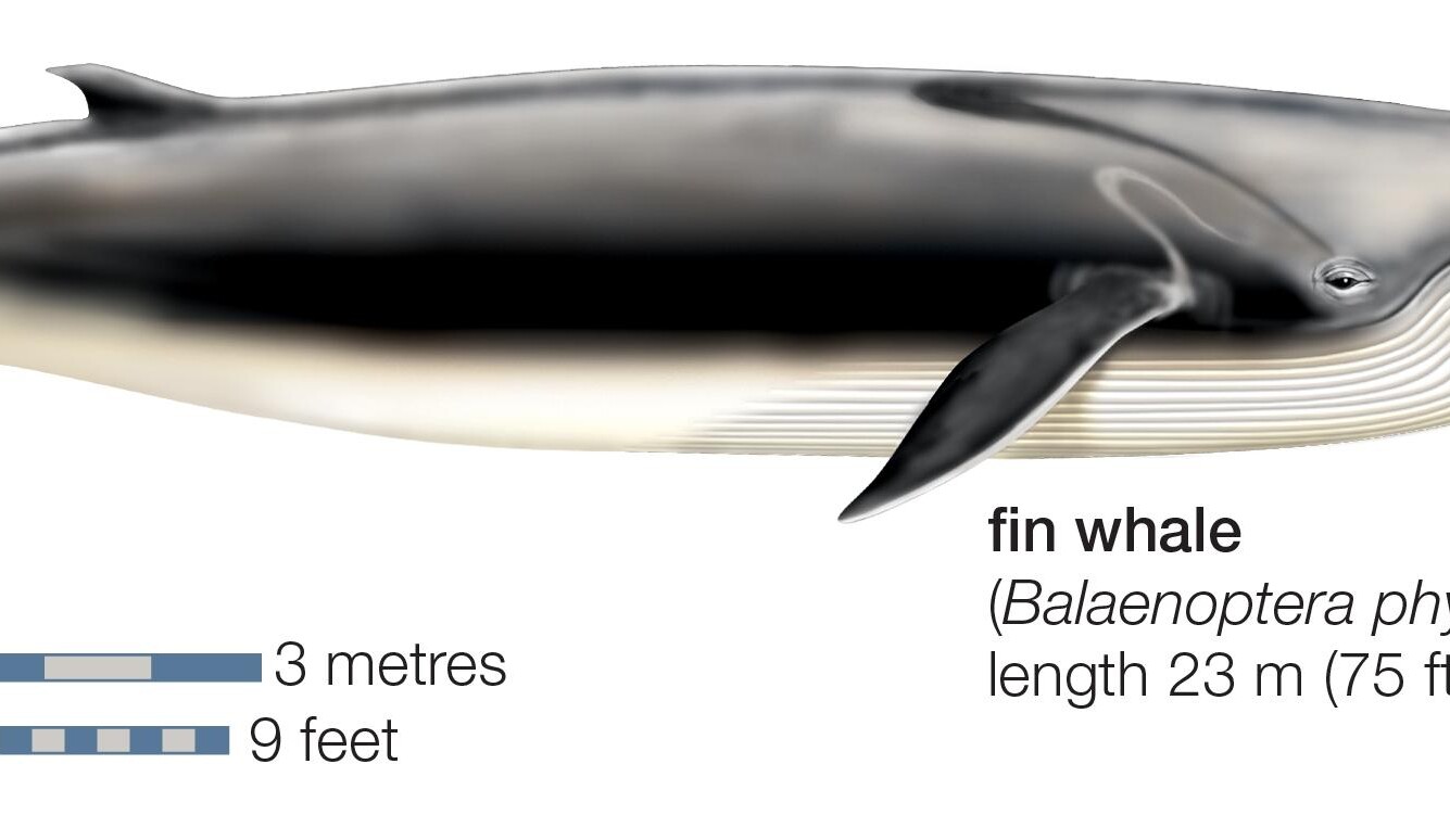 Strandet hval er en af havets absolutte kæmper | Viden | DR