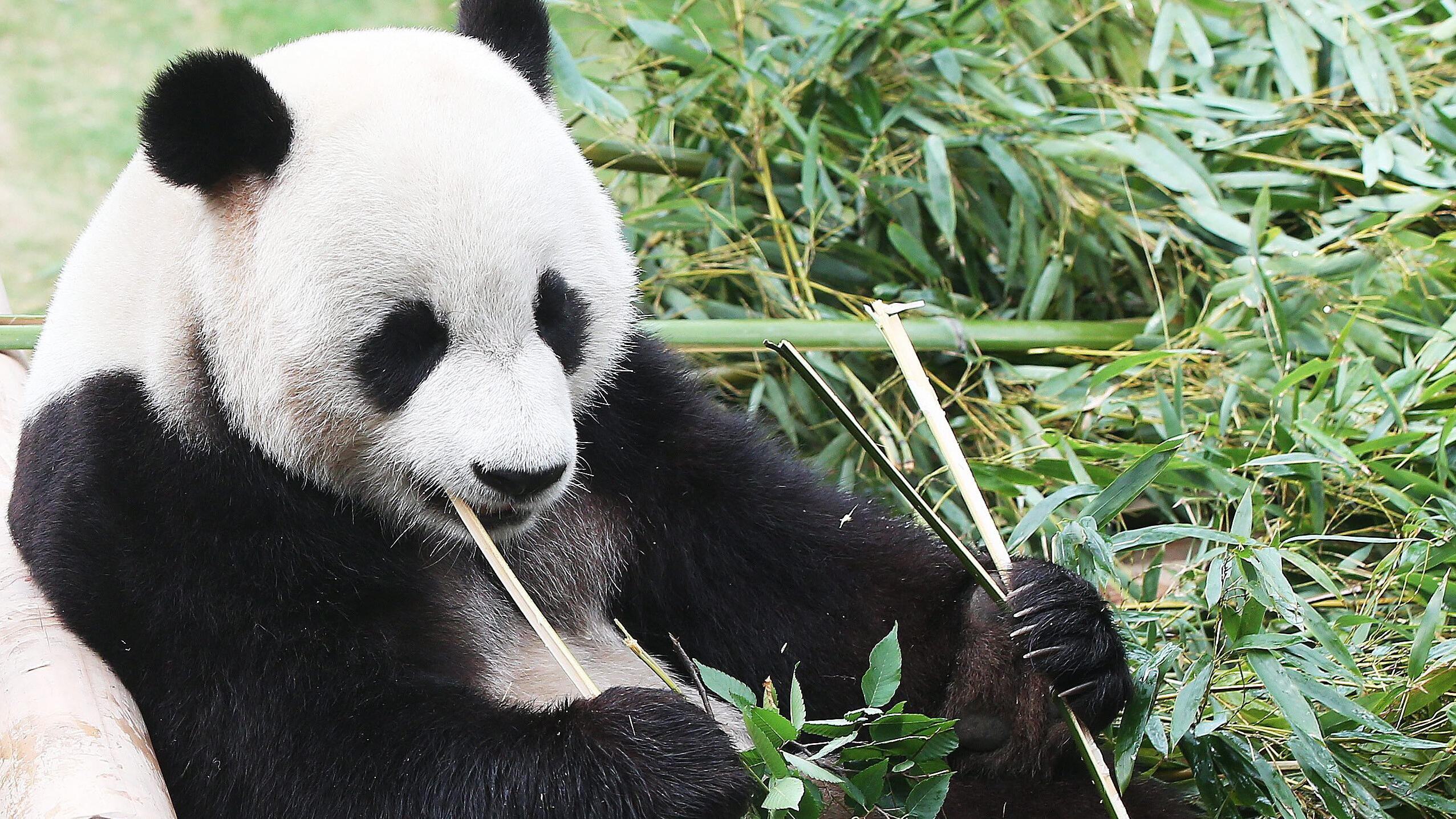 Kræsne pandaer kræver 60 kg bambus om dagen | Indland | DR