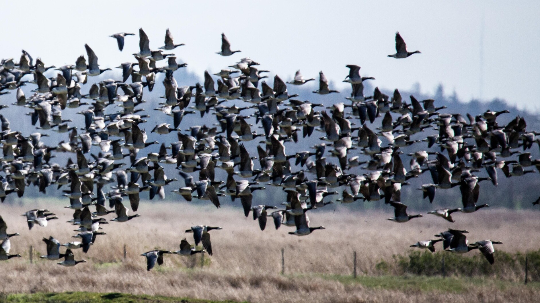 Forstå fuglenes træk på fem minutter | Fugle | DR