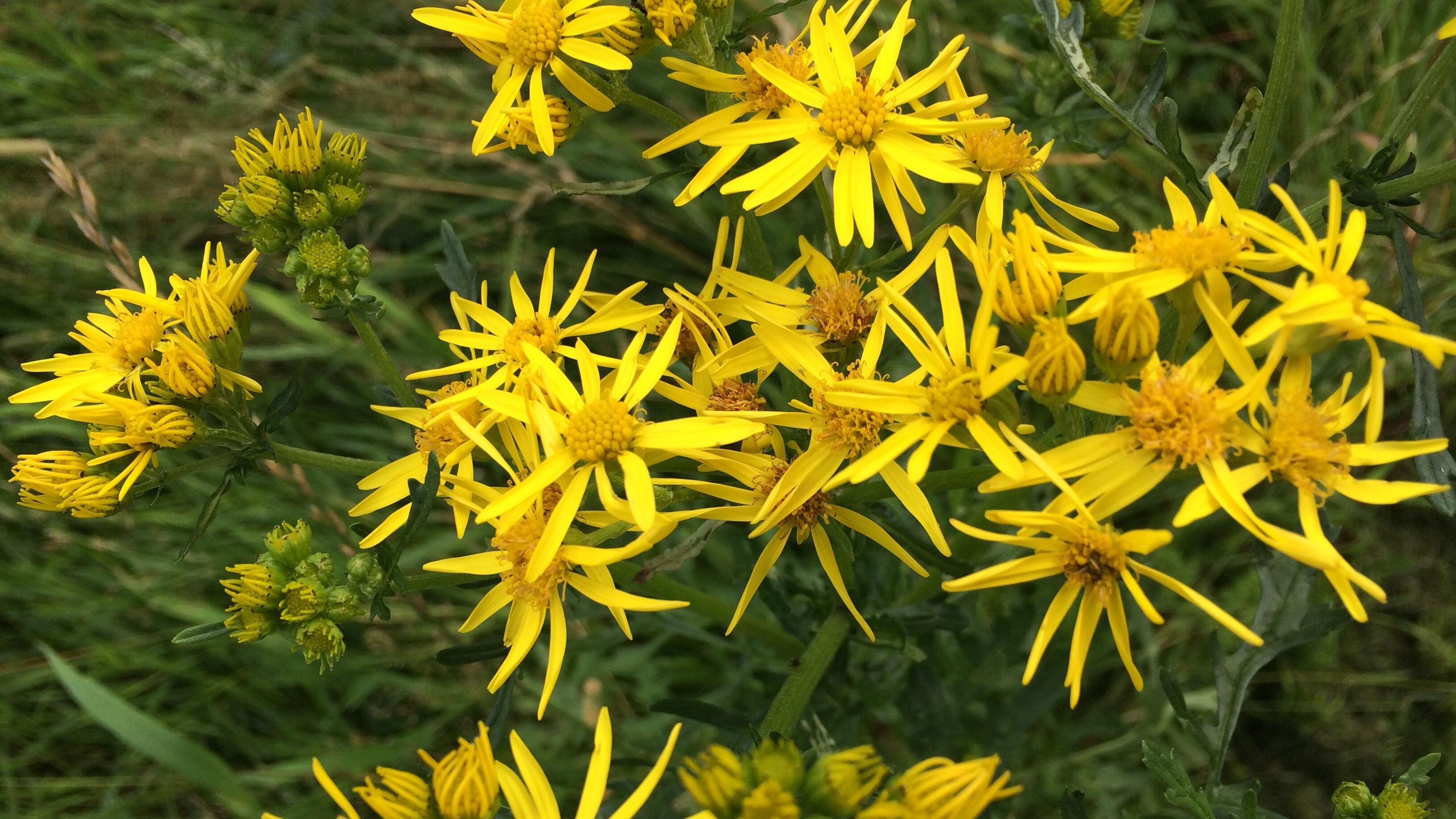 Livsfarlig blomst breder sig på marker: To heste er døde | Midt- og ...