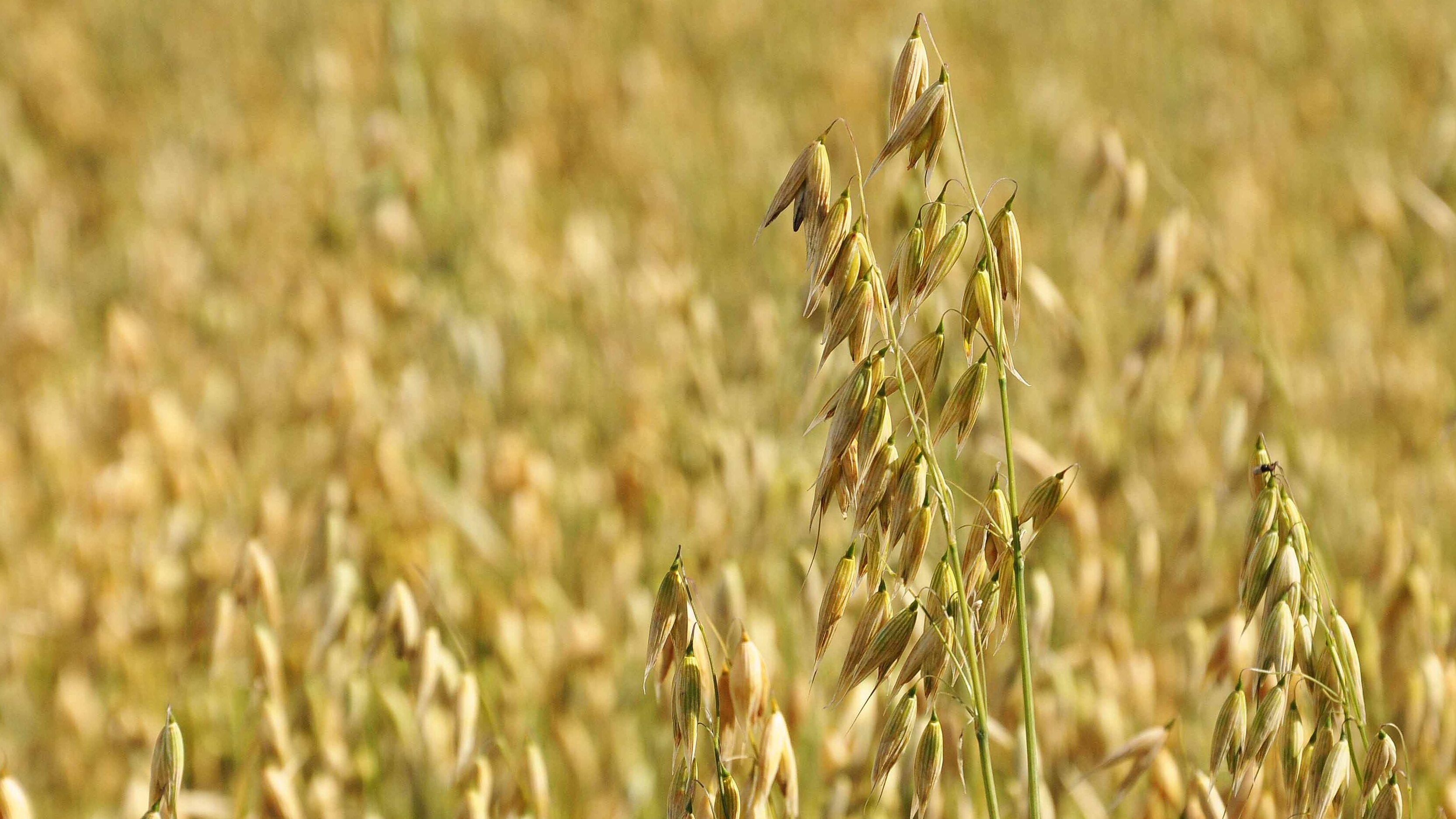 Havren boomer på danske marker | Midt- og Vestjylland | DR
