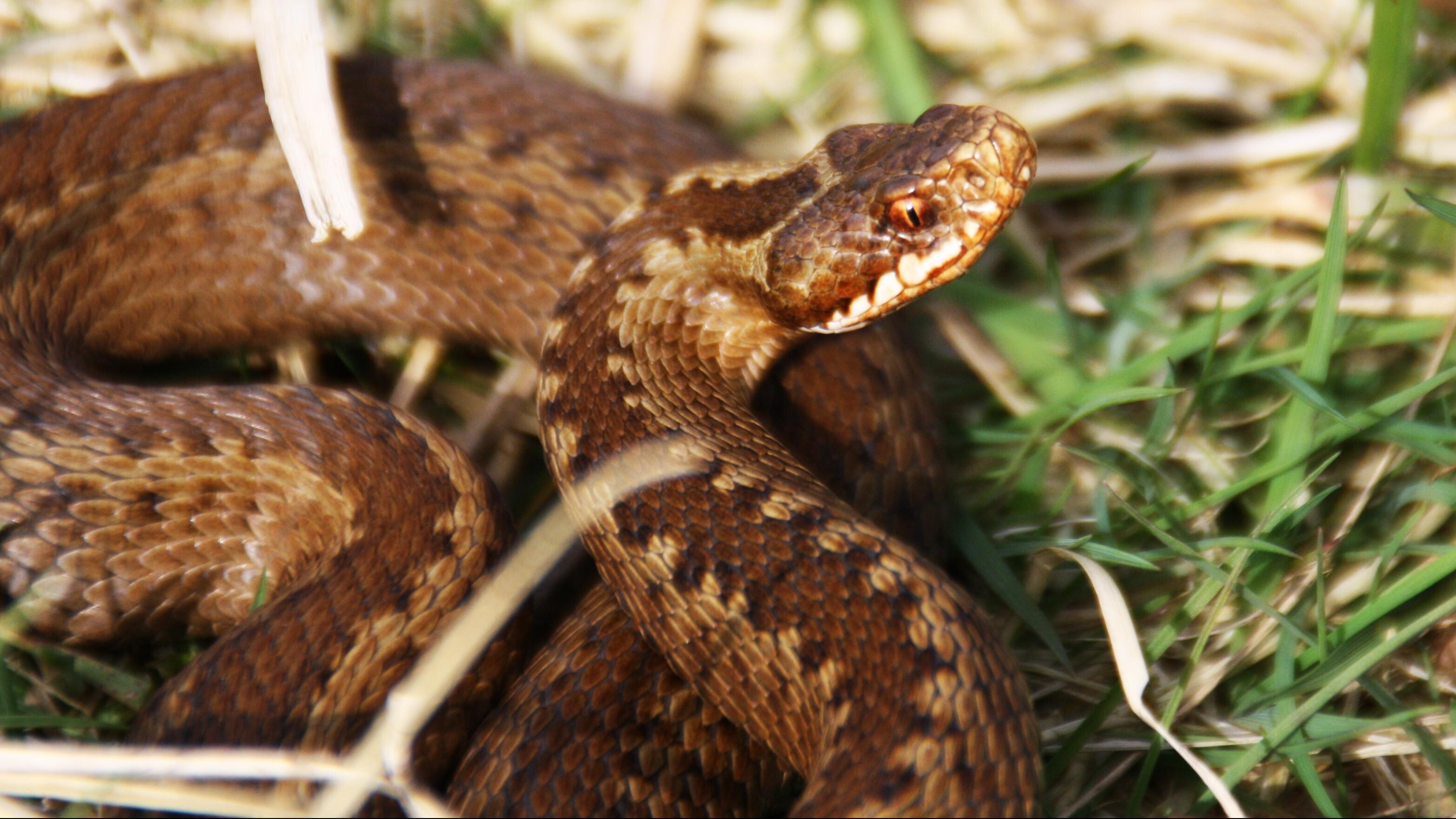 Hugorm | Natur & Teknologi | DR