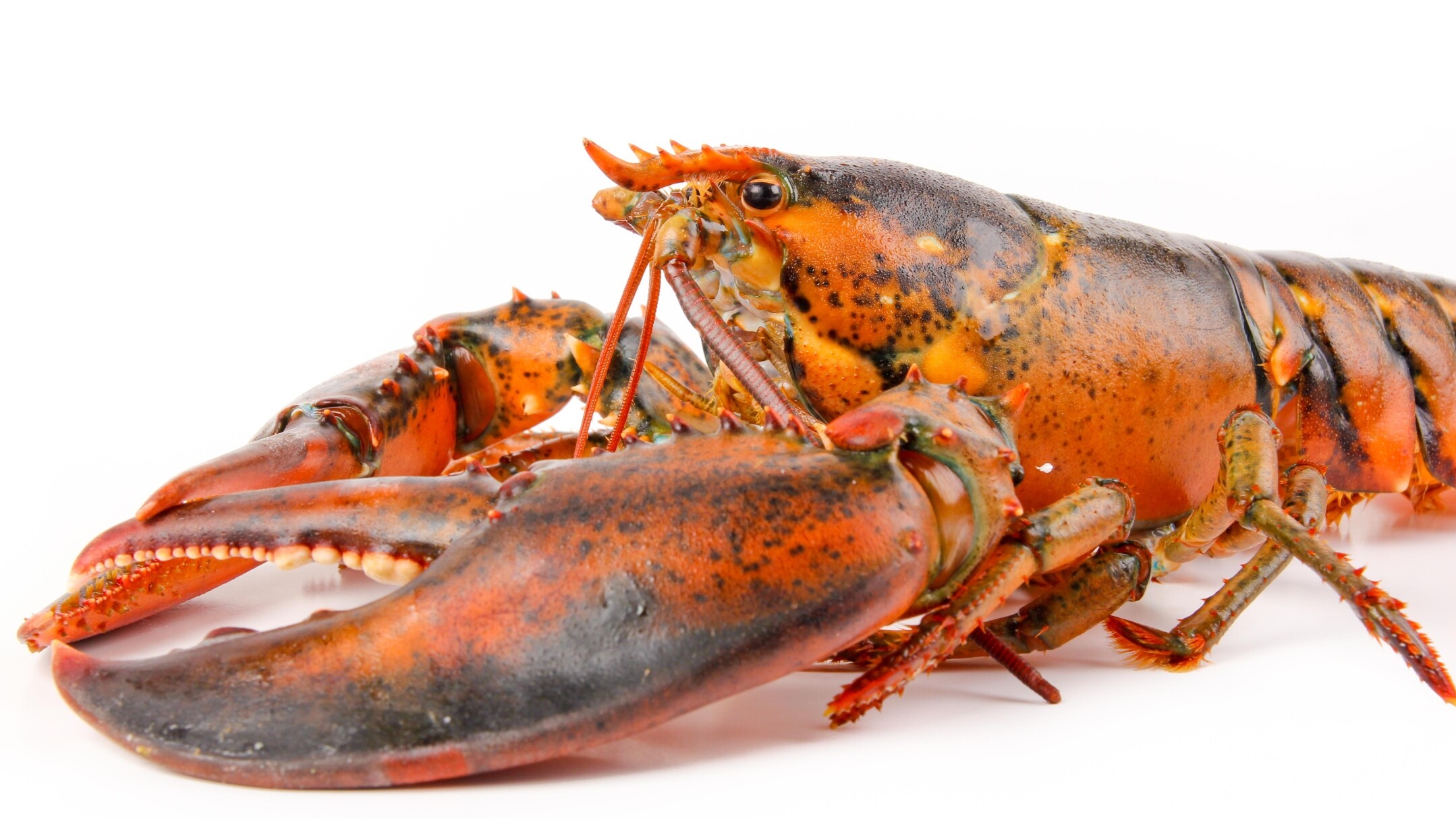 Hummer | Natur & Teknologi | DR