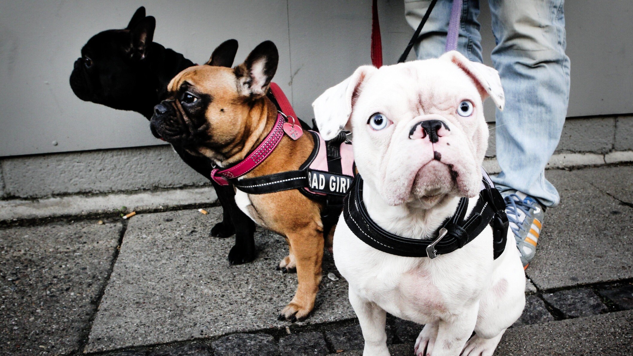 Vuf: Små hunde bliver mere populære | Syd- og Sønderjylland | DR