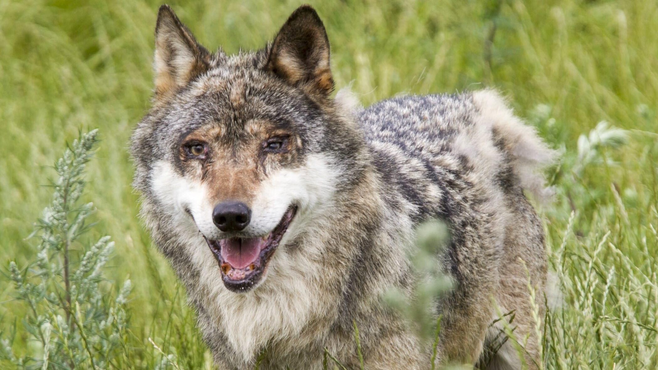 EU-svar: Danmark må ikke skyde ulve | Indland | DR