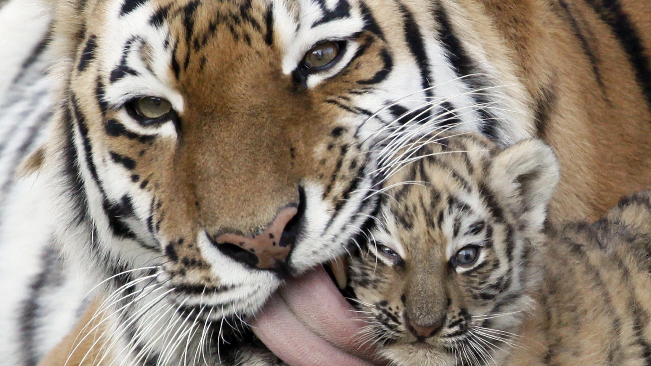 Vilde tigere skal tilbage til Kazakhstan efter 70 år udryddelse | Viden ...