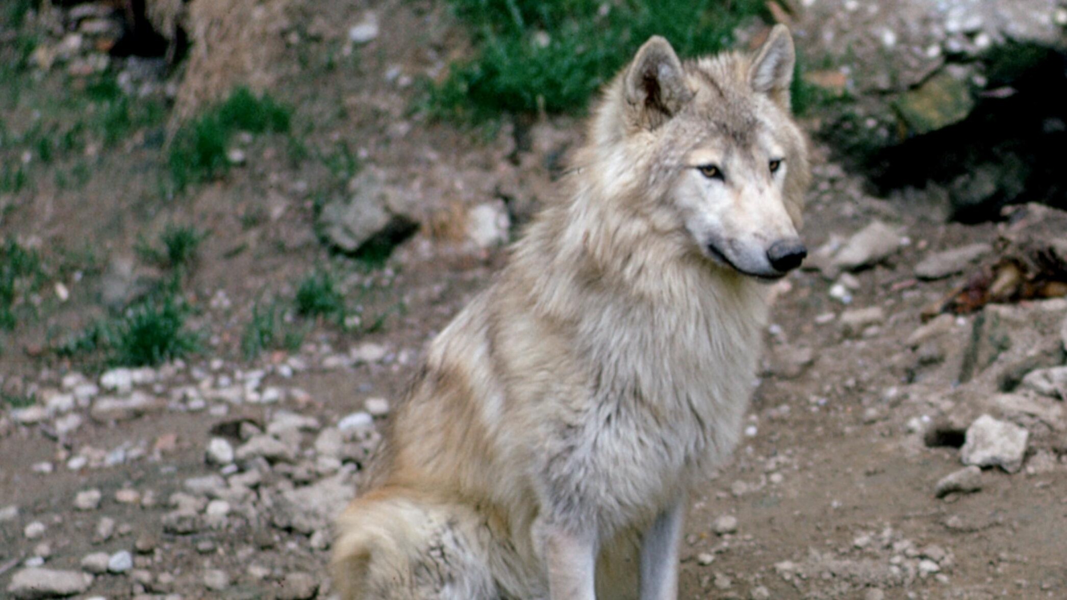 Ulve på landevej ved Holstebro er hunde | Midt- og Vestjylland | DR