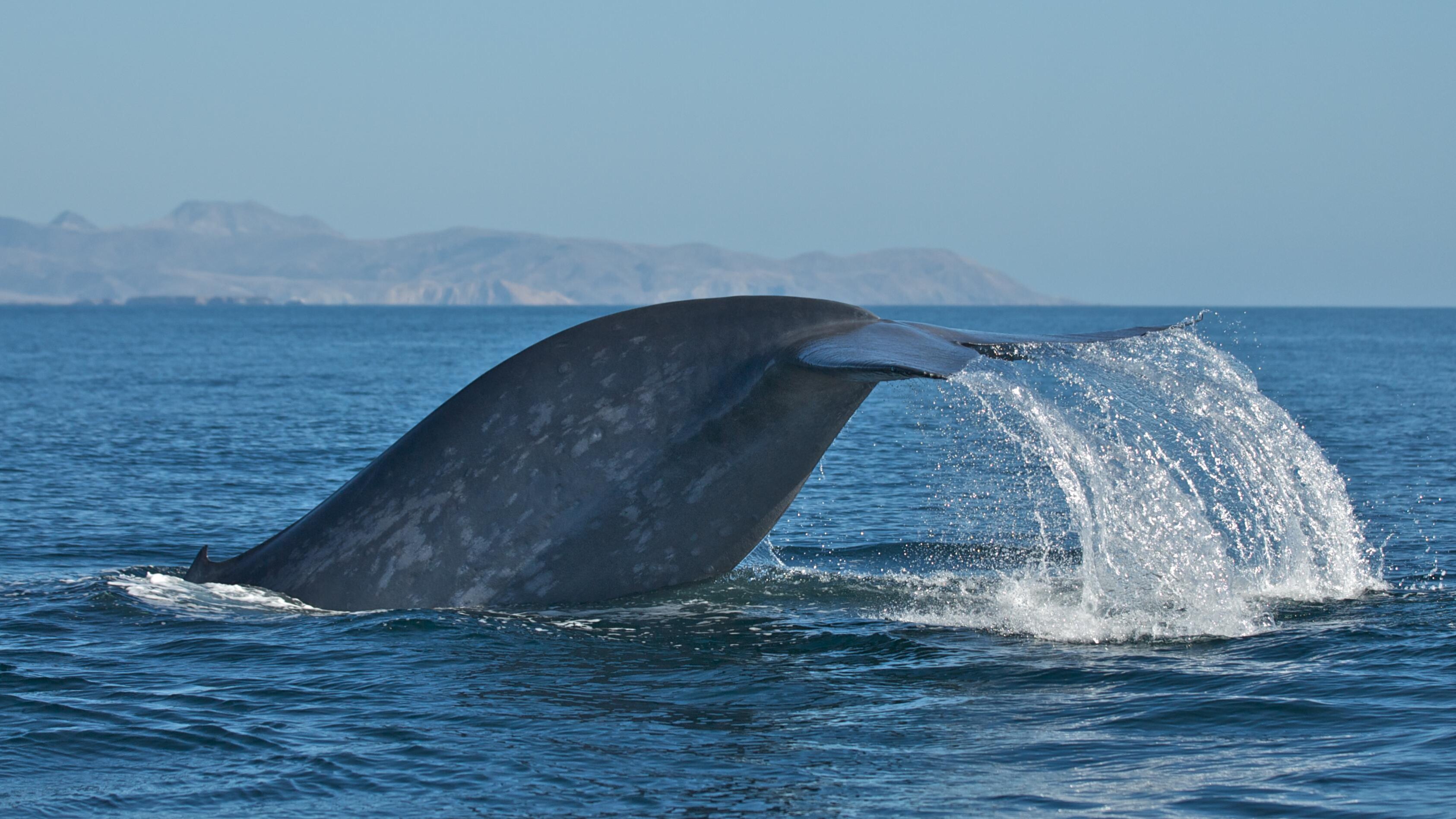 De fleste blåhvaler er højrehåndede | Viden | DR