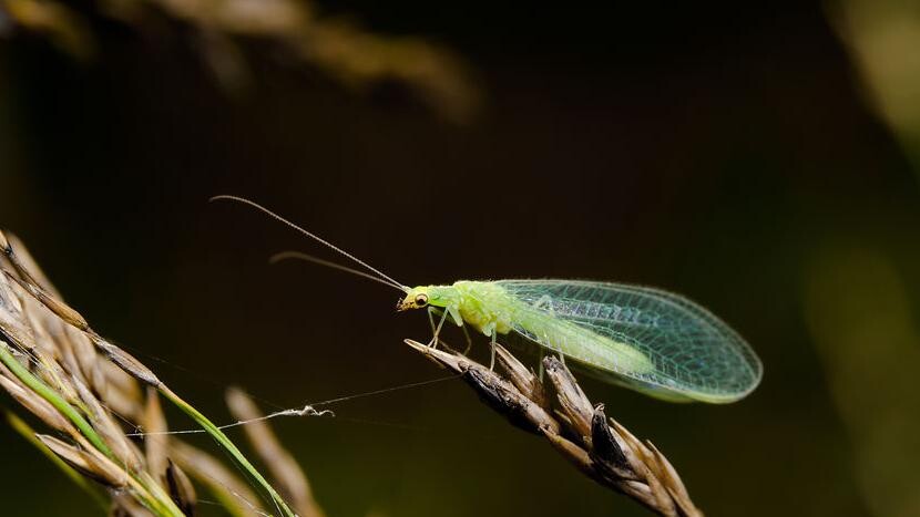 Smukt insekt er notorisk rovdyr | Viden | DR