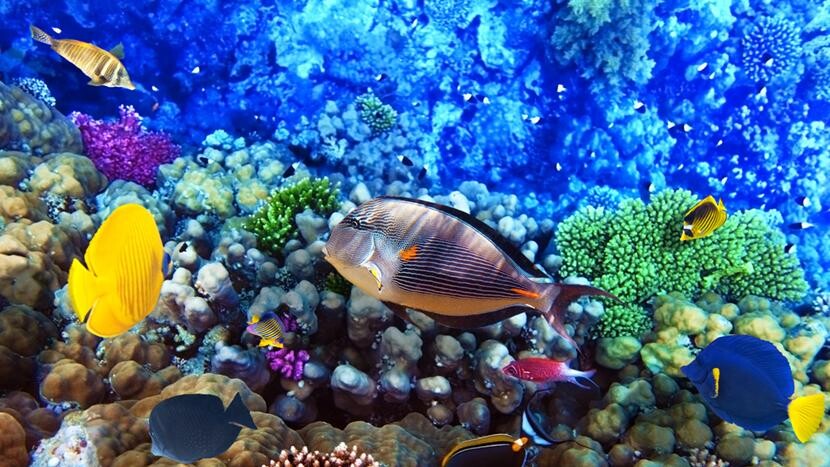 Øget CO2 påvirker også havet | Viden | DR