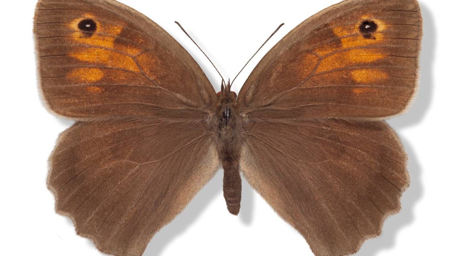 BILLEDSERIE 7 almindelige sommerfugle og 7 truede | Viden | DR