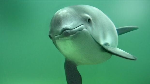 Det vrimler med marsvin i Lillebælt | Trekantområdet | DR