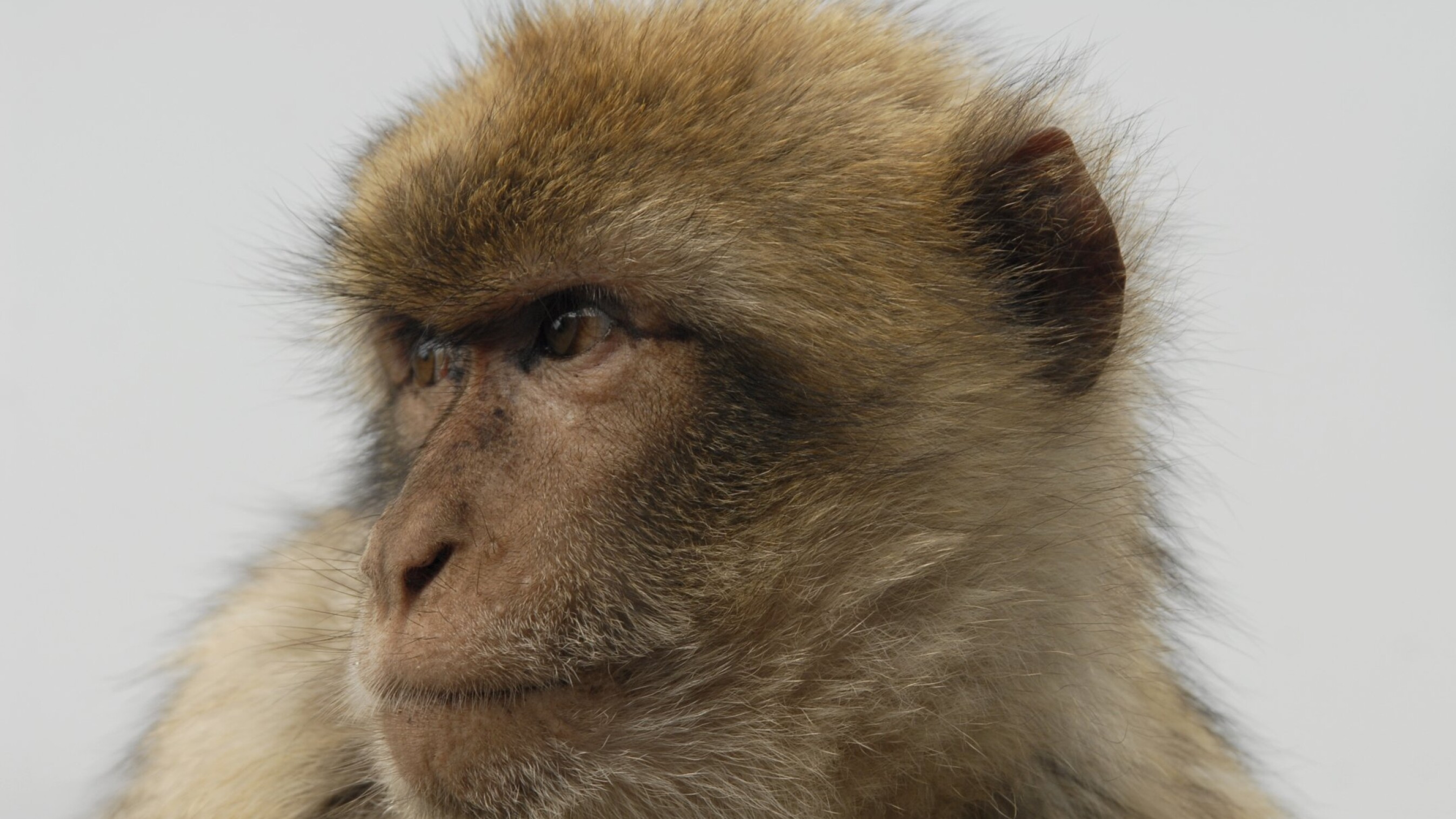 Efterlyst bavian fra Vestjylland er en berberabe | Indland | DR