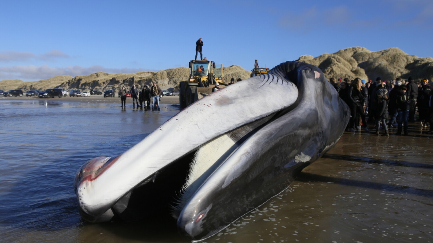 Død hval er skyllet på land i Blokhus | Ligetil | DR