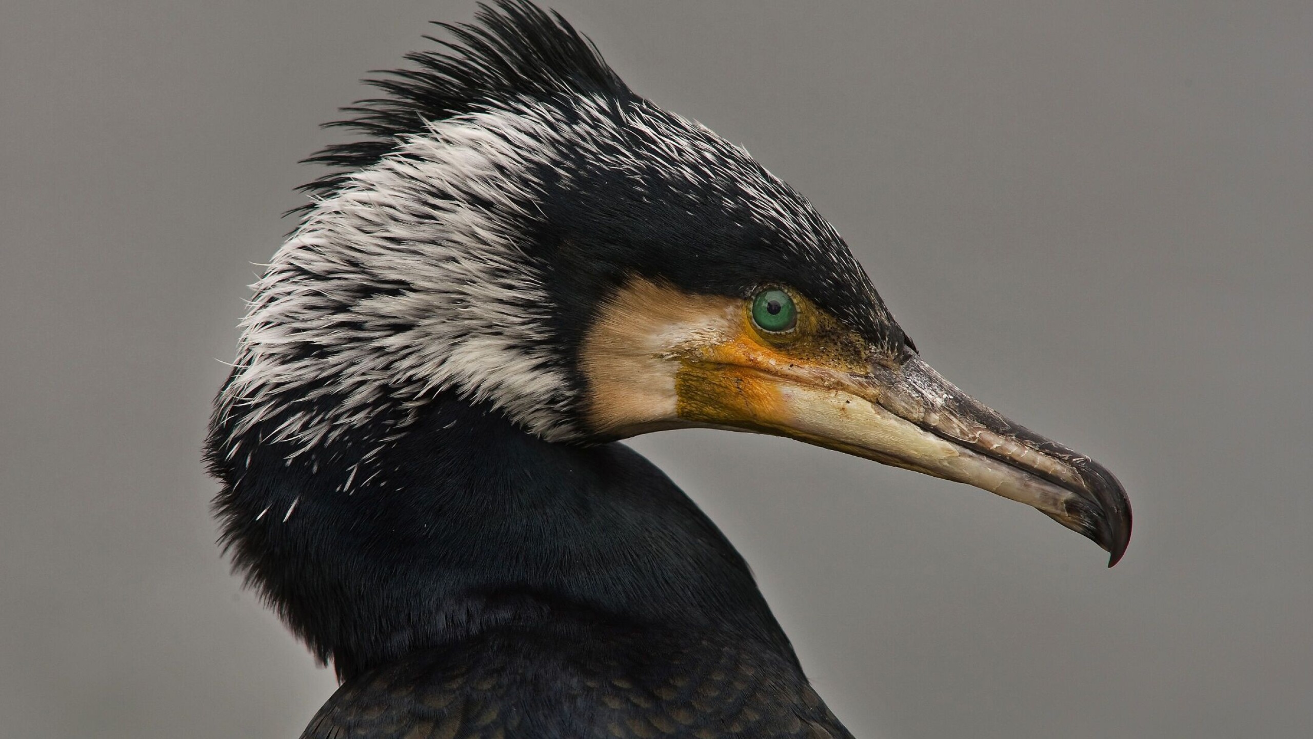 Upopulær fugl breder sig i Danmark | Ligetil | DR
