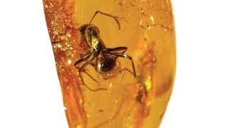 Nyt museum får unik rav-samling: Se de fantastiske billeder ...