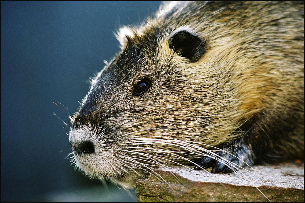 BILLEDER 12 invasive arter, der skal ud af Danmarks natur | Miljø | DR