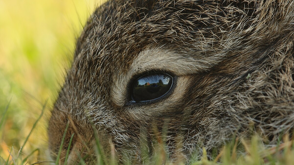 Naturforkæmpere raser mod nye regler: Brakmarkerne er naturens Noma ...