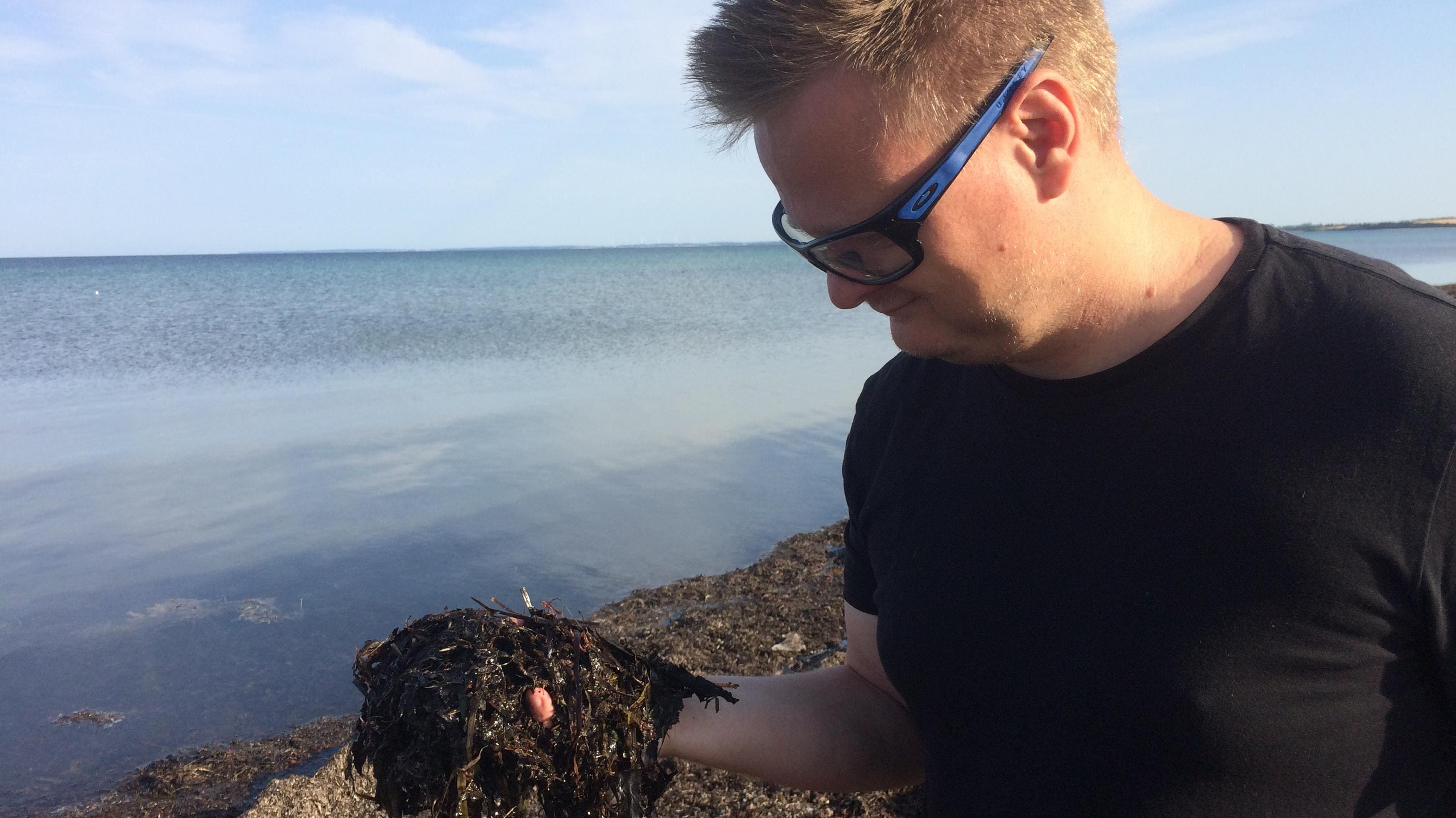 Fy for den lede: Rådden tang skræmmer turisterne væk fra strand ...