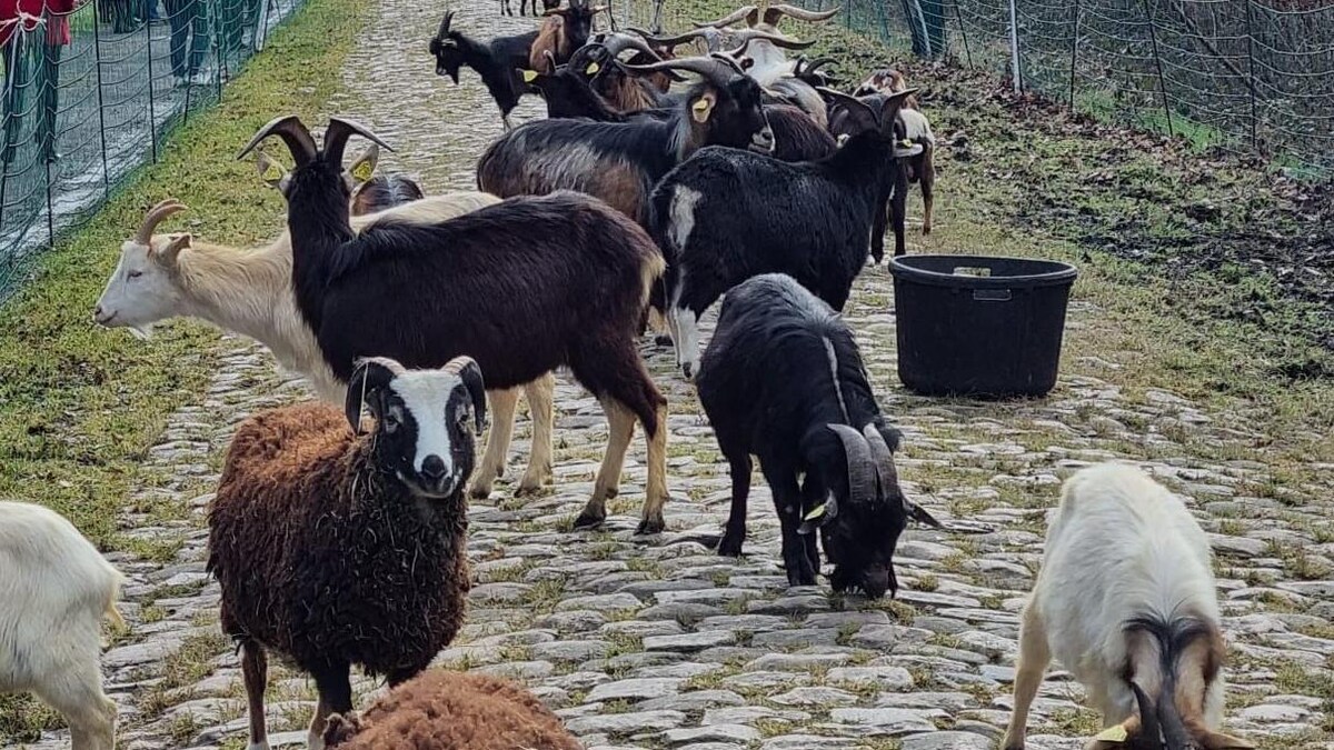 40 geder 'ansat' til at klargøre ruten i ikonisk cykelløb | Cykling | DR