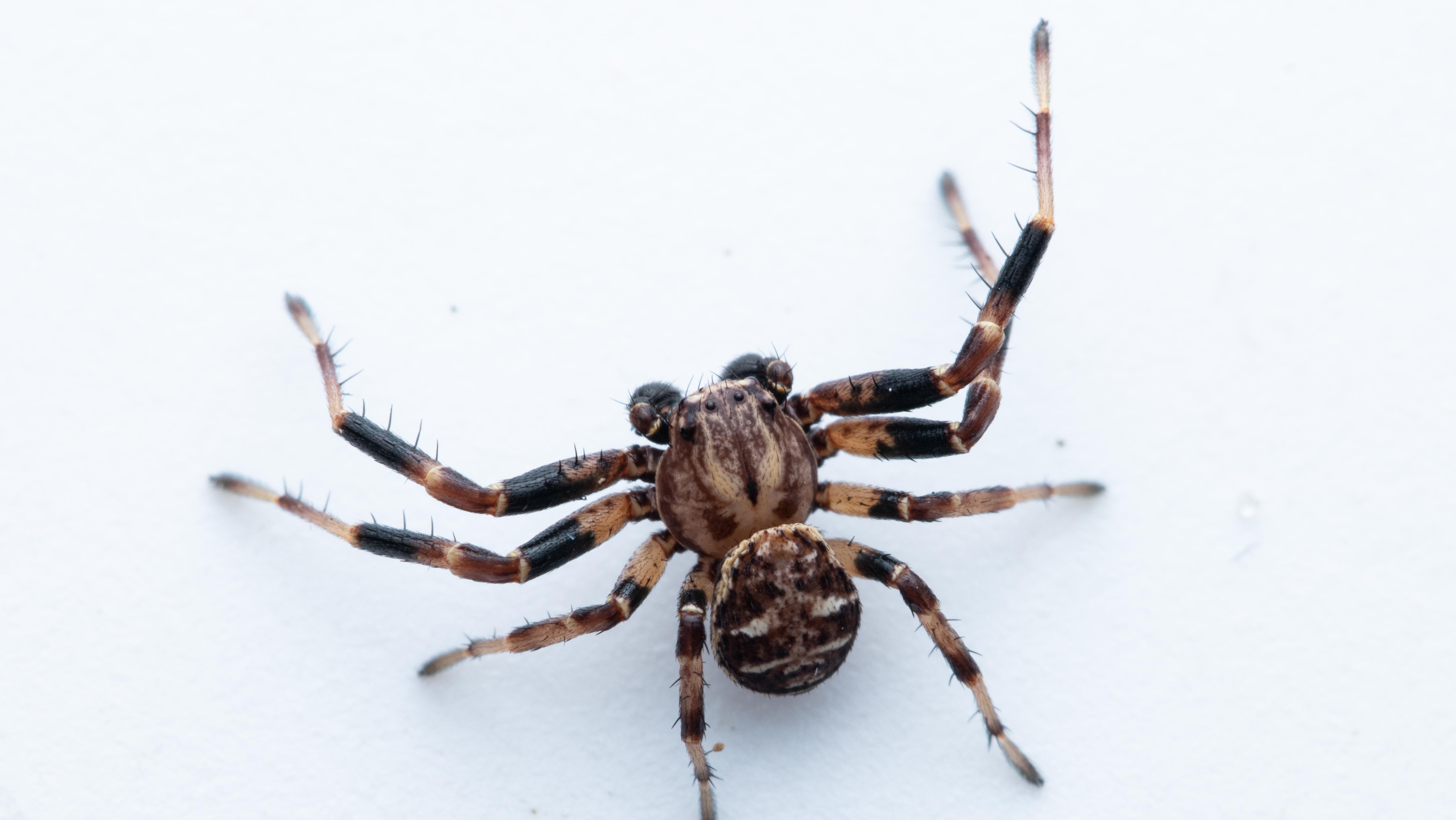 For første gang i Danmark: Sjælden edderkop fundet i Nordsjælland ...