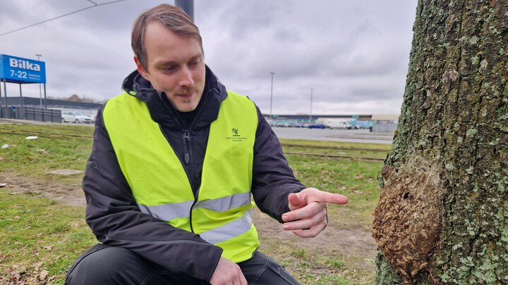 Aldrig før i Danmark: Giftige larver fundet i Odense | Indland | DR