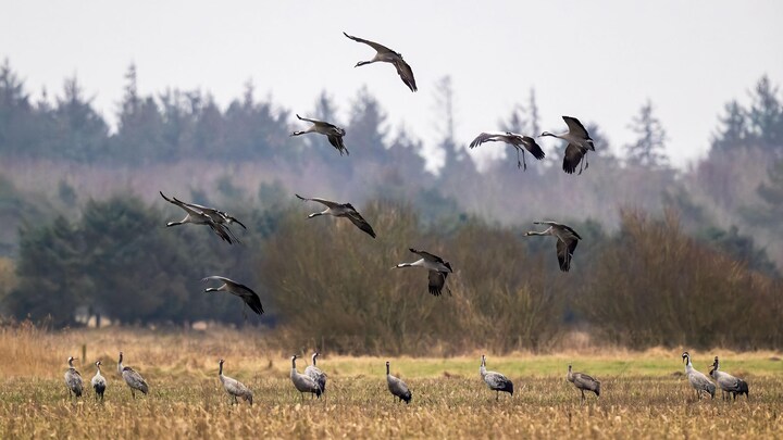 Traner dropper vinterferien sydpå: Sådan spotter du Europas højeste ...