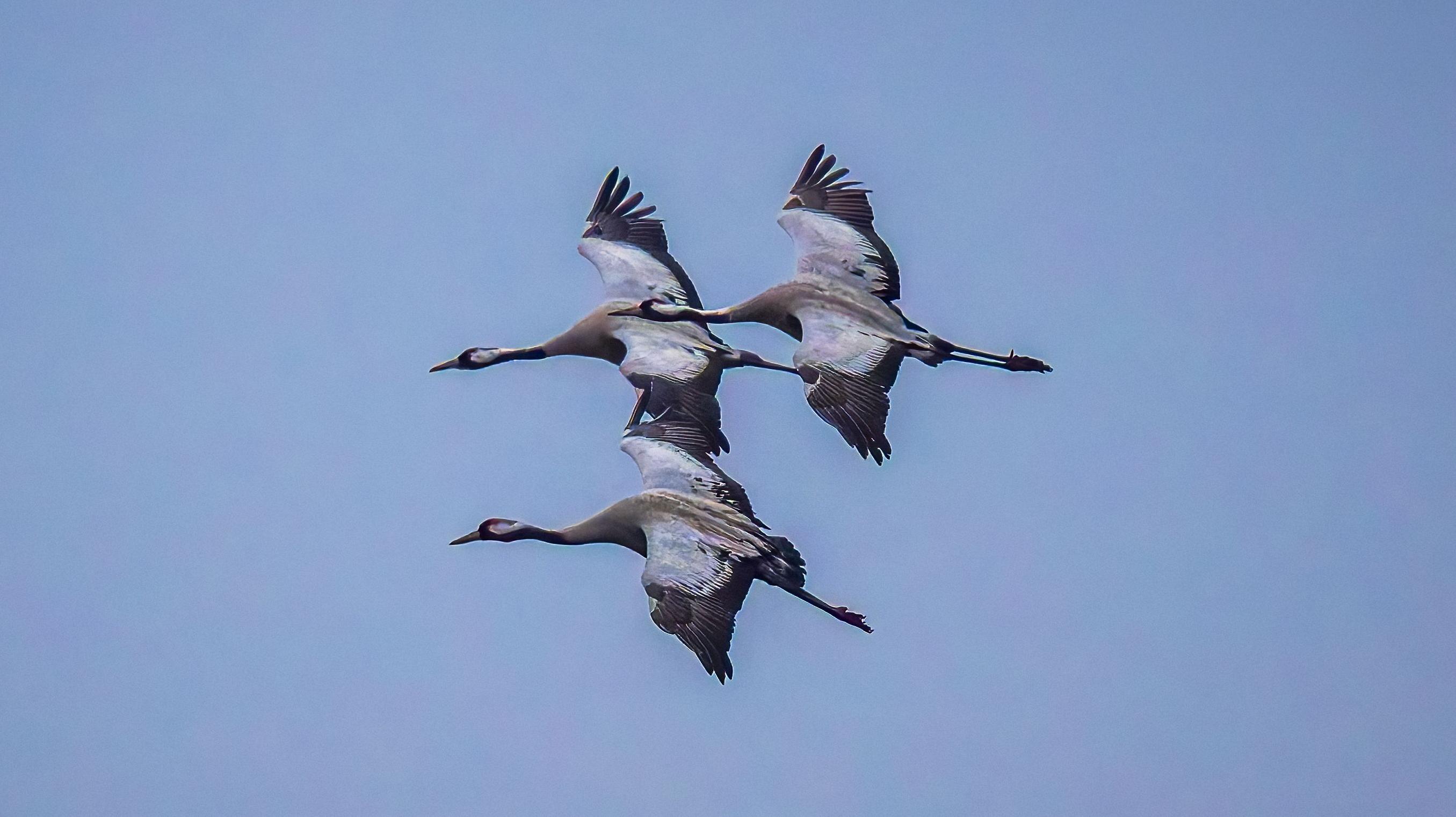 Traner dropper vinterferien sydpå: Sådan spotter du Europas højeste ...