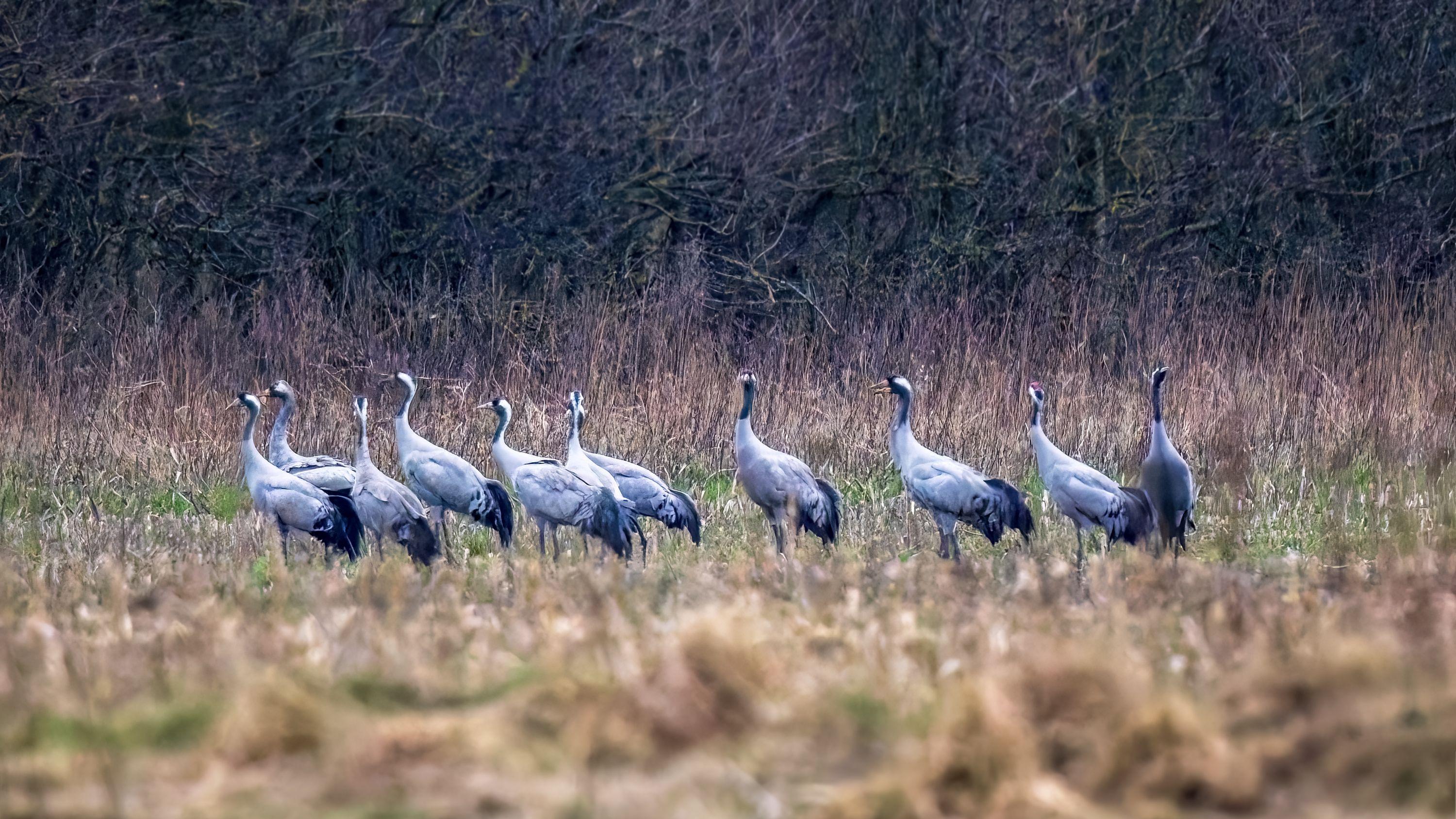 Traner dropper vinterferien sydpå: Sådan spotter du Europas højeste ...