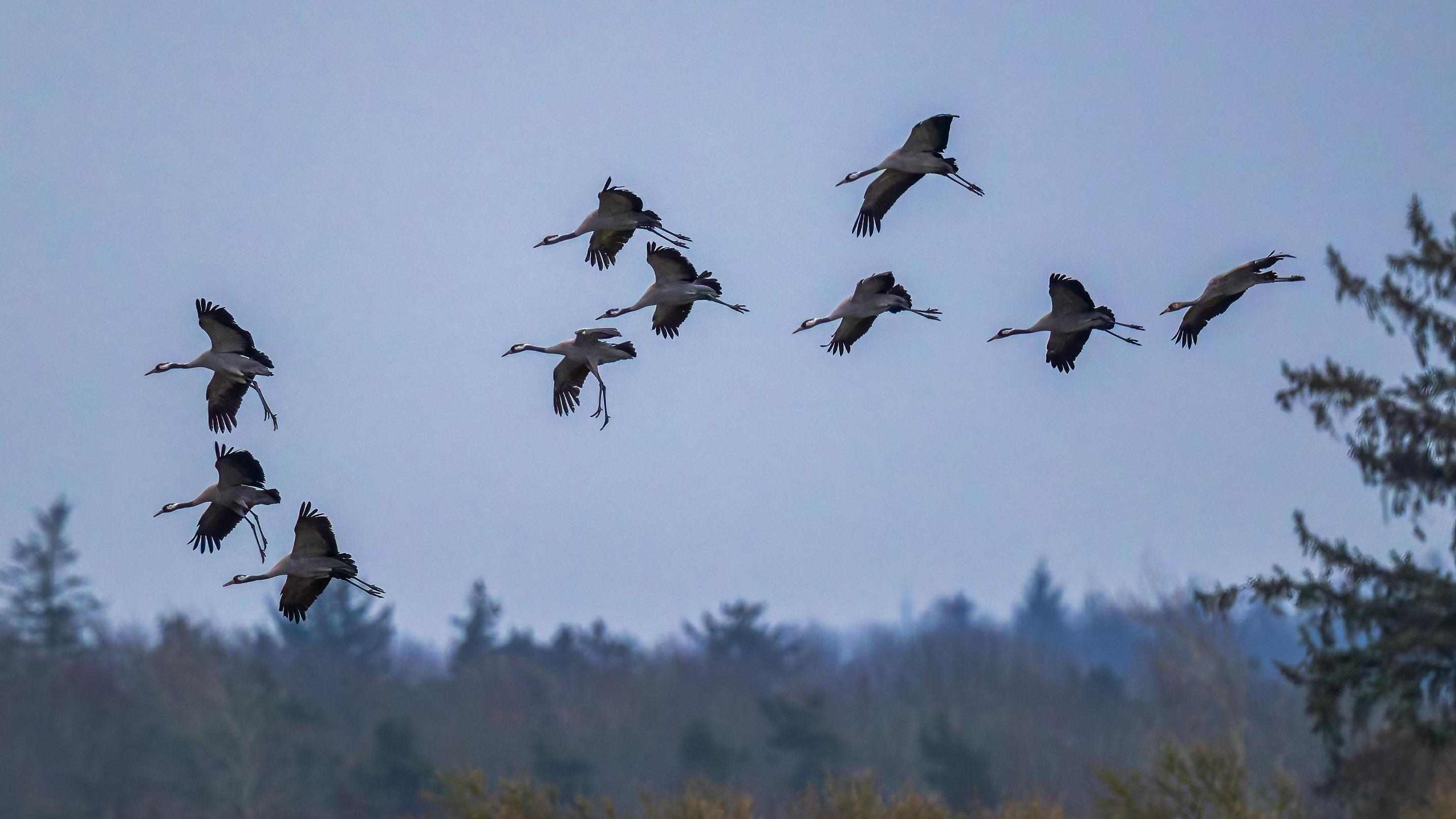 Traner dropper vinterferien sydpå: Sådan spotter du Europas højeste ...