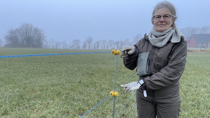 Angreb bag ulvehegn bekymrer Pia: Mistede selv 11 får på en uge til ...