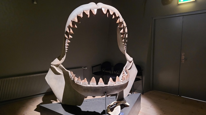 Verdens største haj fundet i sønderjysk lergrav | Indland | DR