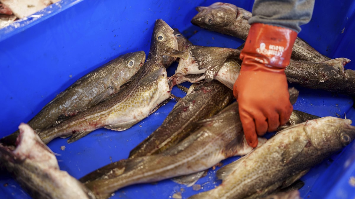Fiskeriet er en af de store knaster, der skiller grønlandske partier ...