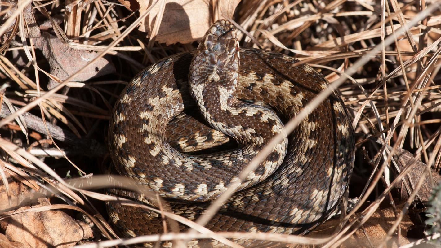Sæson for hugorme: Sommerhusejer vil gerne have flere på sin grund ...