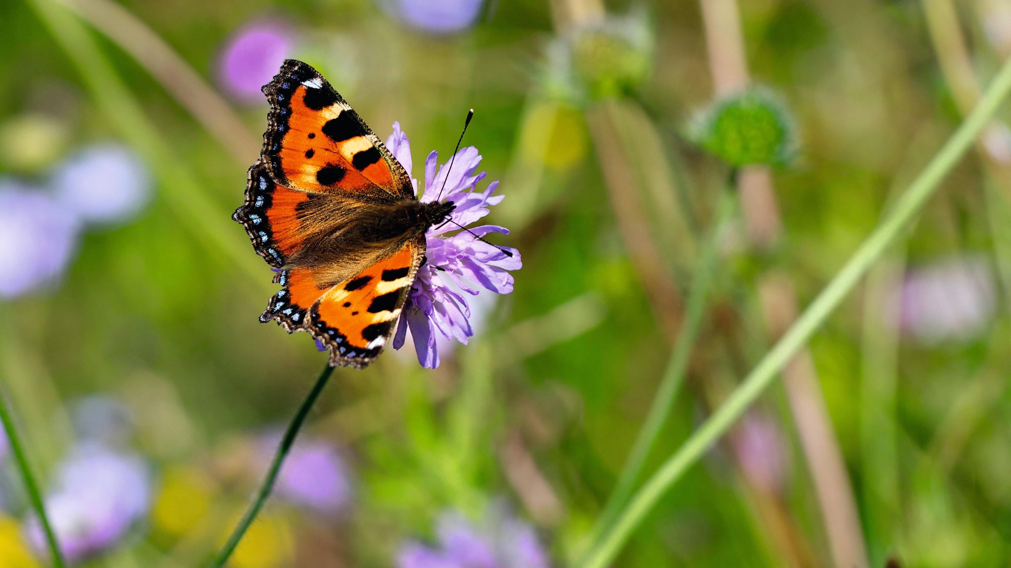 Lungeurt og blåhat rykker ind i vores haver: Vilde stauder er populære ...