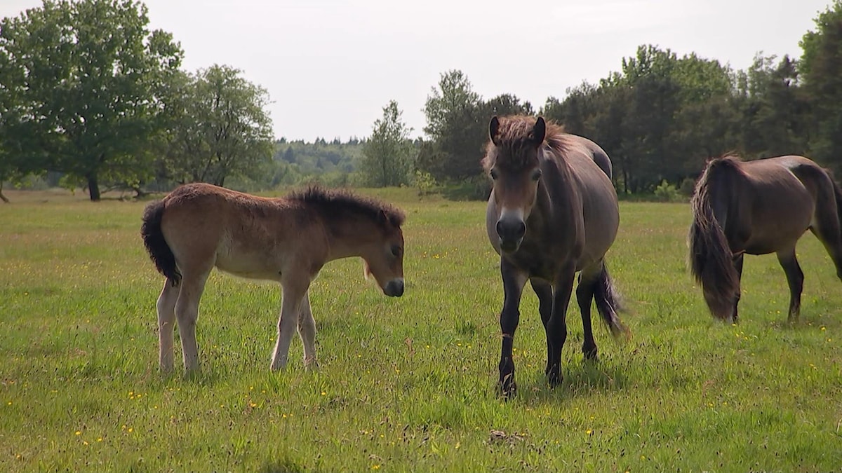 Søren bliver chikaneret for sine vilde heste: 'Jeg kan godt forstå, at man tænker, om det er ...