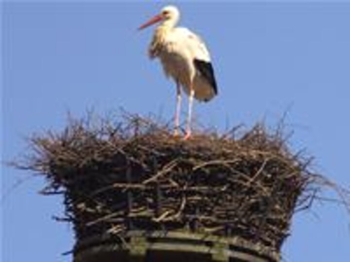 Storken er kommet til Ribe | Indland | DR