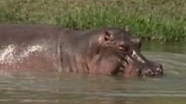 Flodheste indtager flod i Colombia | Udland | DR