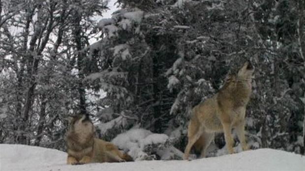 Rovdyrforsker: Danmark kan blive hjemsted for 100 ulve | Indland | DR