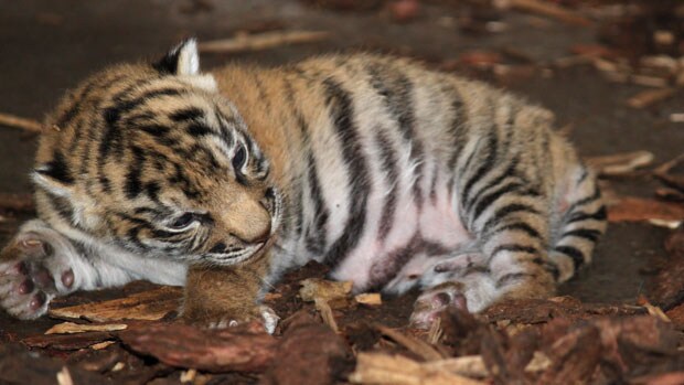 BILLEDSERIE: Sjælden tiger får unge i Aalborg Zoo | Nyheder | DR