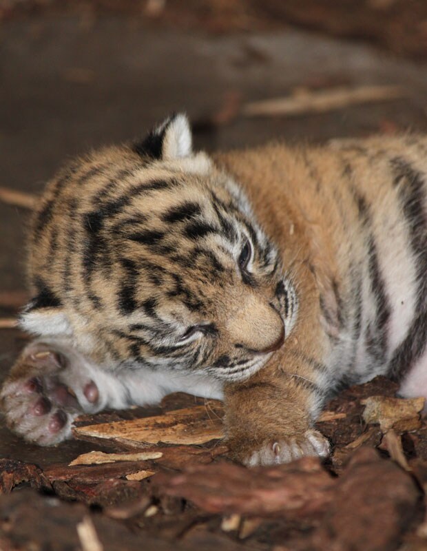 BILLEDSERIE: Sjælden tiger får unge i Aalborg Zoo | Nyheder | DR