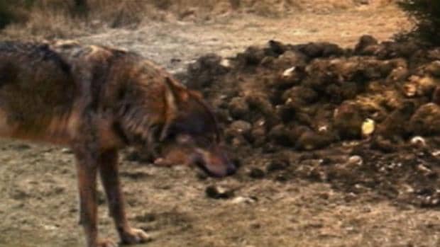 Ny forskning: Mindst 17 ulve har besøgt Danmark | Midt- og Vestjylland | DR