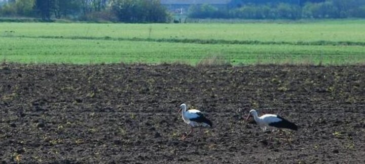 Godt vejr sender flere storke til Danmark | Indland | DR