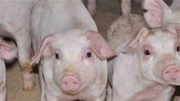 Flere svin slagtes i Danmark | Penge | DR