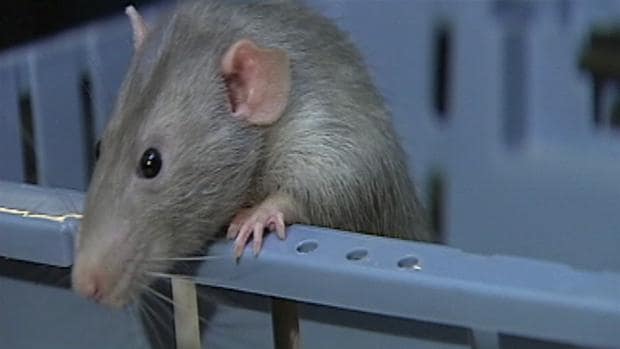 Rotte-gift dræber vores vilde dyr | Indland | DR