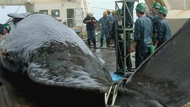 Grønland får nej til hval-fangst | Indland | DR